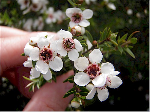 Μέλι mānuka, δώρο εξ' Ωκεανίας | Χειροποίητον
