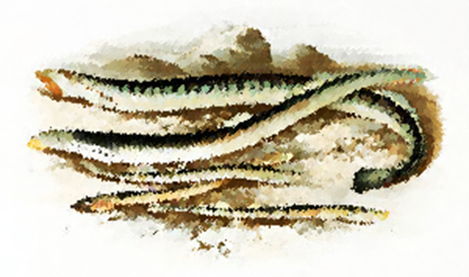 Banco Terminológico: Hyperoartia