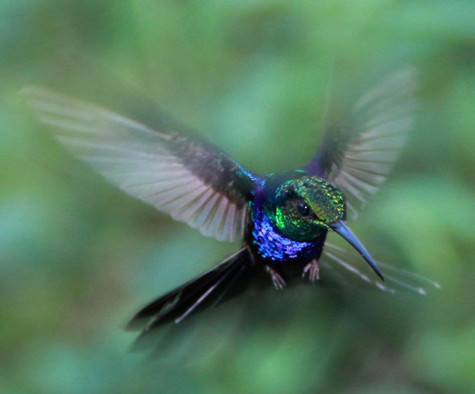 News - InkaNatura Travel: Manu: Peru's Eden in the Amazon