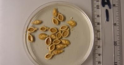 PARASITOS INTERNOS Y EXTERNOS EN EQUINOS