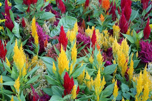 BEAUTIFUL FLOWERS: Celosia Flowers - Pictures & Meanings
