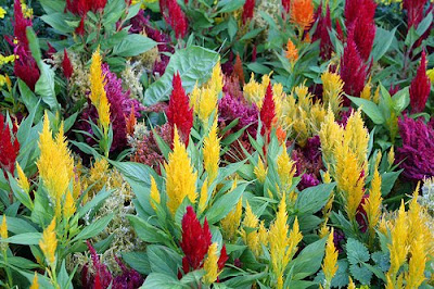 BEAUTIFUL FLOWERS: Celosia Flowers - Pictures & Meanings