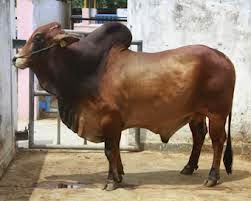 All Animals: Ox Profile,Latest news,Photos