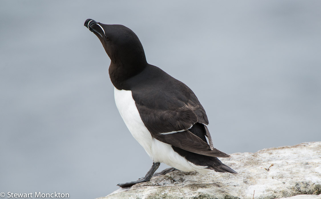 Paying Ready Attention - Photo Gallery: Wild Bird Wednesday 110 - Razorbill