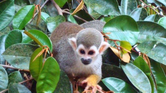 Patrimonio de la Humanidad: Reserva Natural de Surinam Central 2000