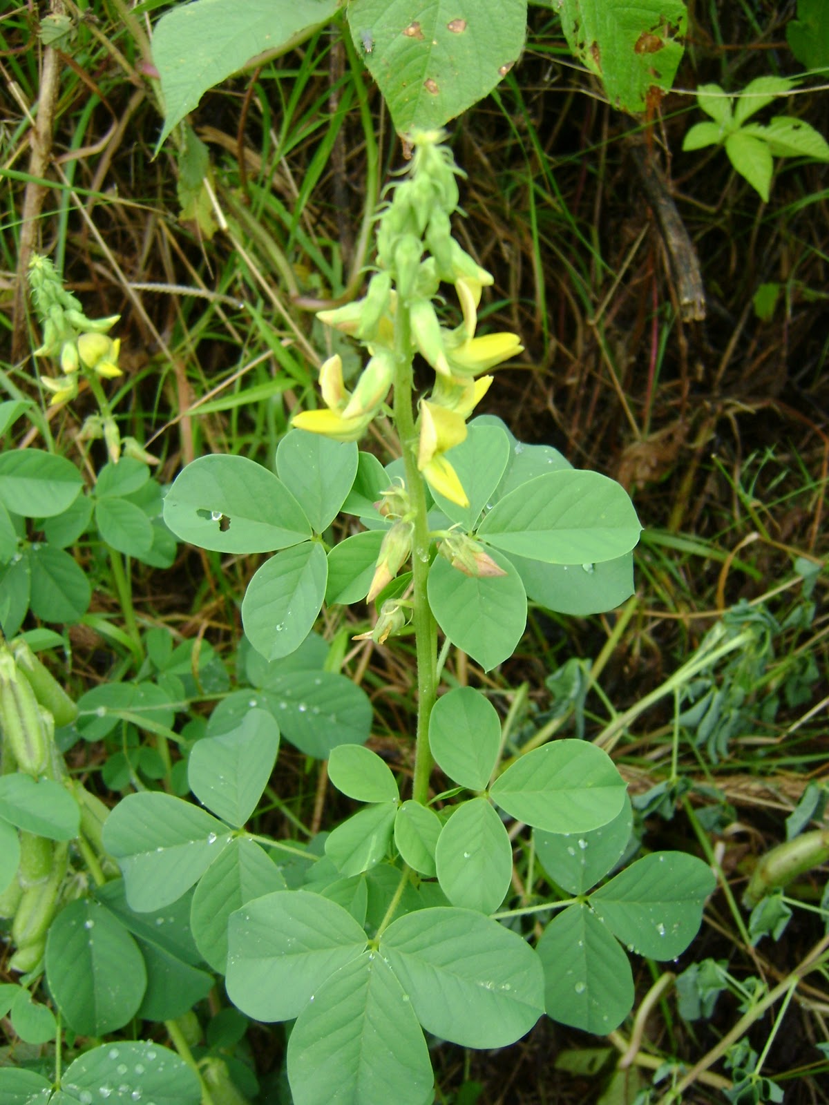 The Flowering plants (Leguminosae - Fabaceae): Fabaceae - Crotalaria ...