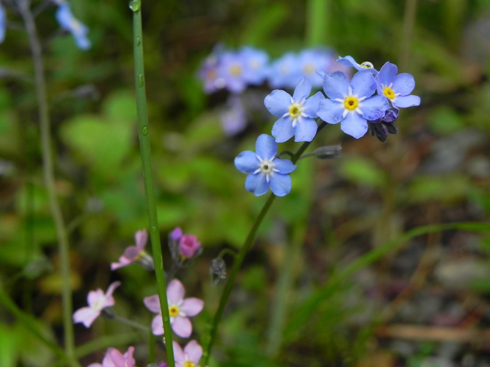 Wildflower Wanderings: Flower Ecstasy on June 1st; Installment 1