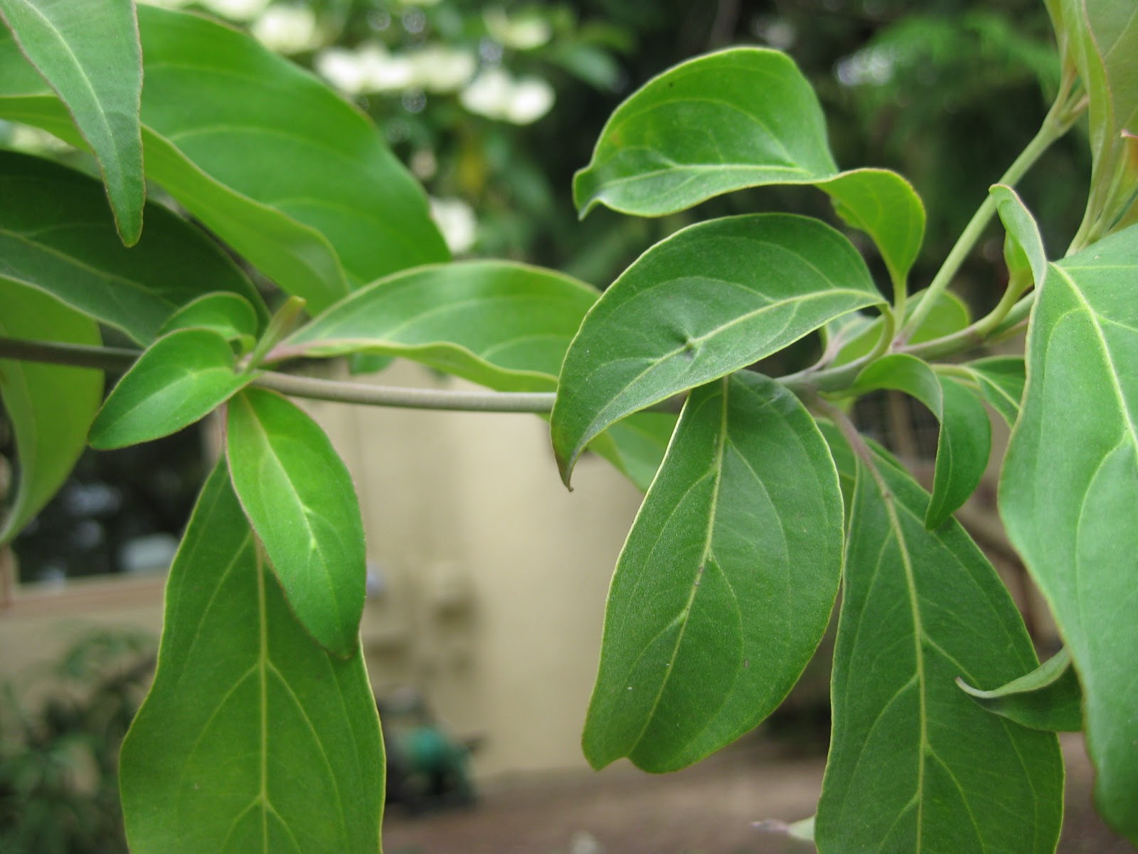 Trees of Santa Cruz County: Cornus capitata - Evergreen Dogwood