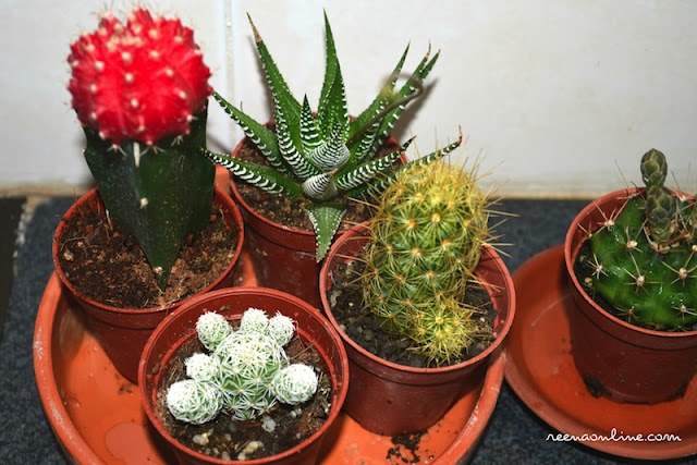 Reena's Online: Pokok Kaktus / Cactus #1