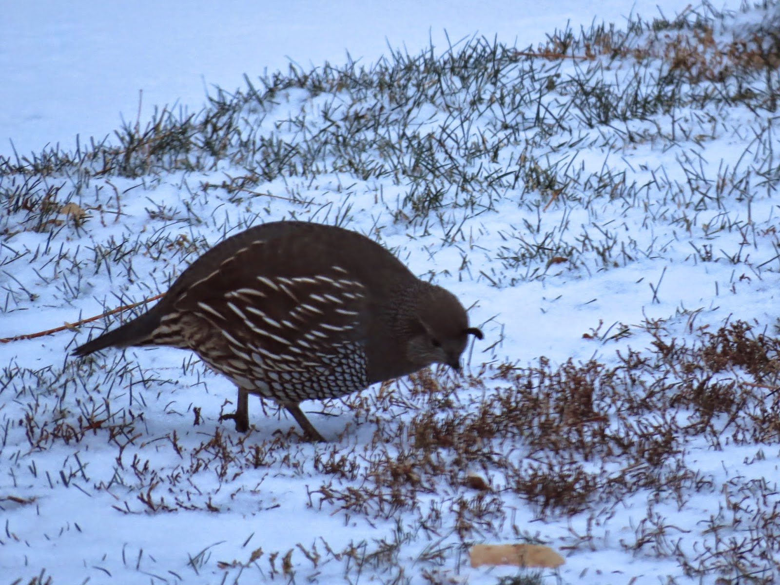 My Ranch Life: Quail in the snow