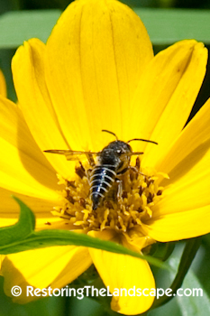 Restoring The Landscape With Native Plants: Another New Native Bee ...