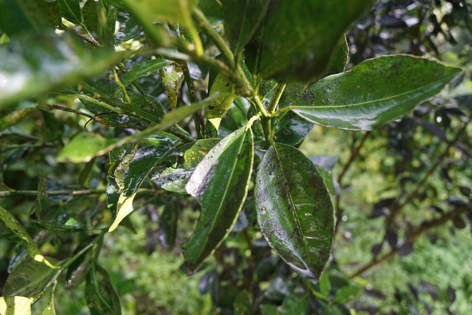 Experimental Farming: Black Sooty Mould on Lime tree Organic Challenge