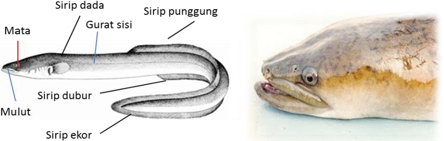 Pusat Budidaya Sidat Jawa Tengah: Morfologi dan Anatomi Ikan Sidat