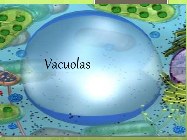 LA CÉLULA: ESTRUCTURA Y FUNCION
