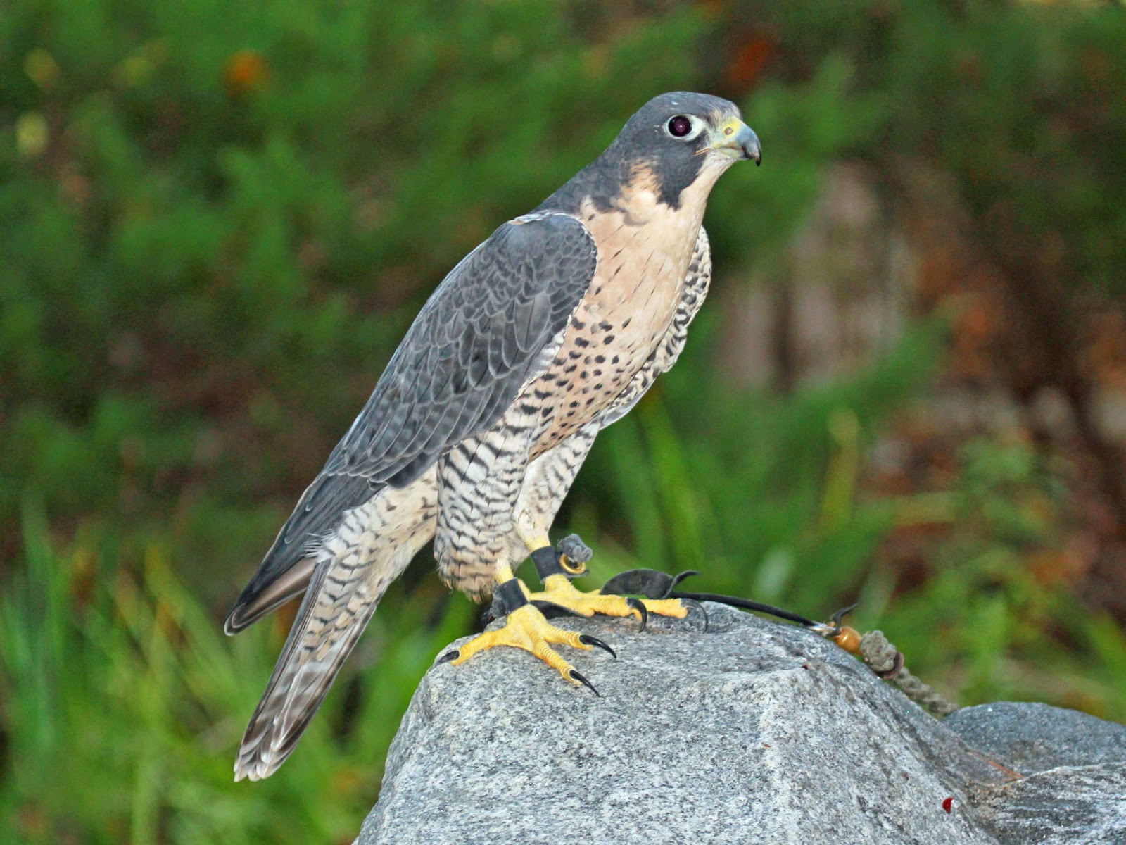 Falcon Birds - birds images
