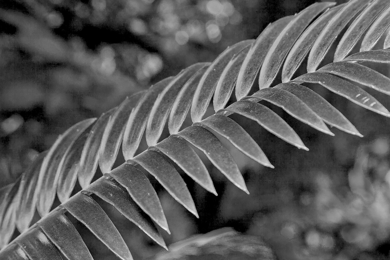 Using Diagonal Lines In Photography