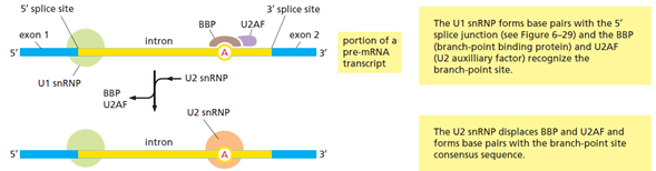 Club OIAB: COMO LAS CÉLULAS LEEN EL GENOMA: DE DNA A PROTEÍNAS