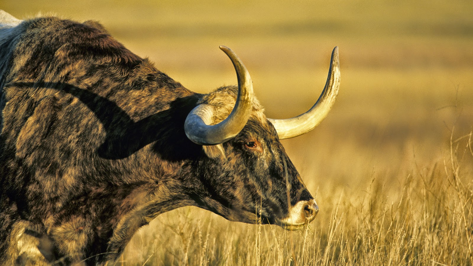 YAK photos - wallpapers | the fun bank