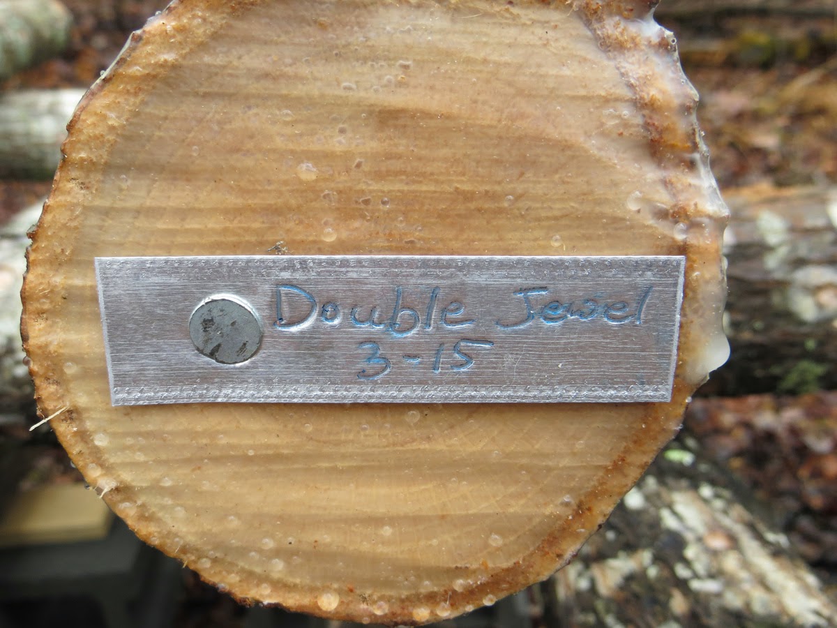 DIY Shiitake Mushroom Inoculation Using Sawdust Spawn In Logs ...