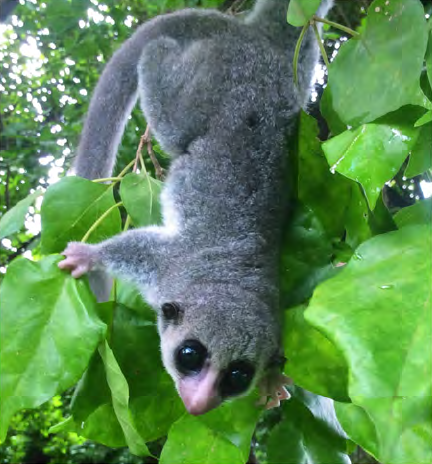 Species New to Science: [Primatology • 2016] Cheirogaleus shethi • A ...