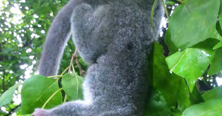 Species New to Science: [Primatology • 2016] Cheirogaleus shethi • A ...