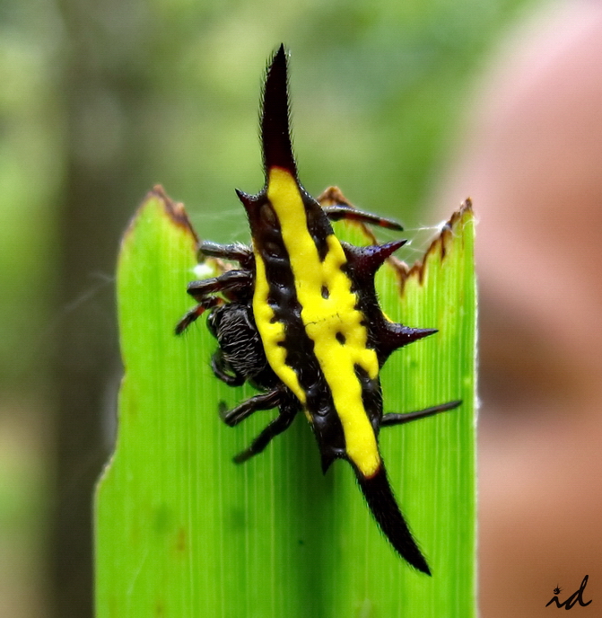 Indonesian Bugs & Others: Gasteracantha from Ranca Upas