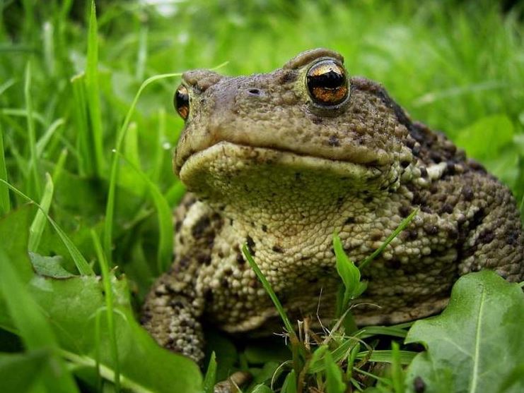 Ogrody: Jak usunąć ropuchy z ogrodu ? :)