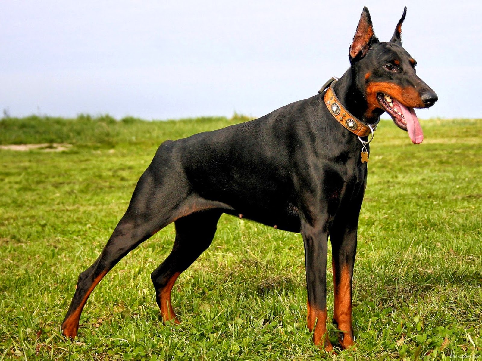 Doberman | WIKI PERROS