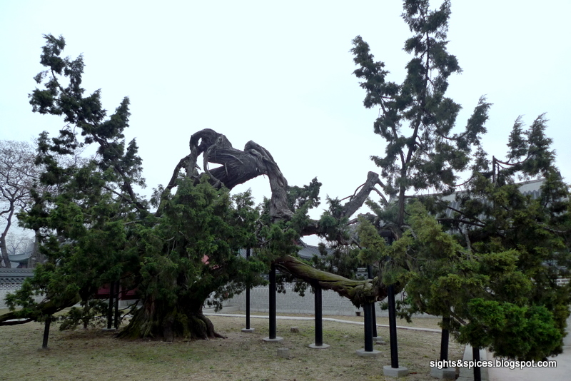 Sights and Spices: Sights: The Charm of SEOUL, SOUTH KOREA