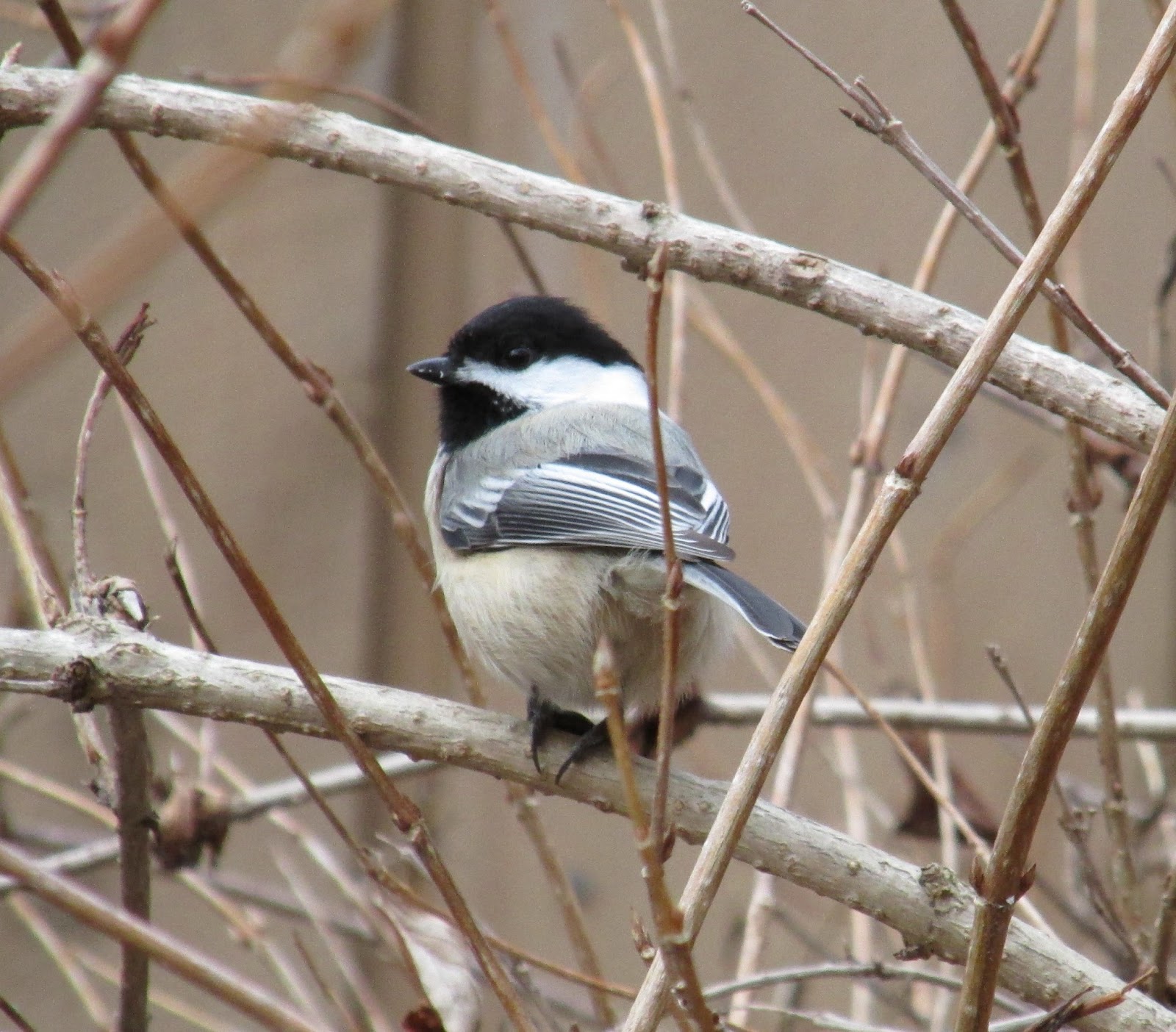 Grandma Pearl's Backporch: My Black-Capped Chickadees are Nesting!