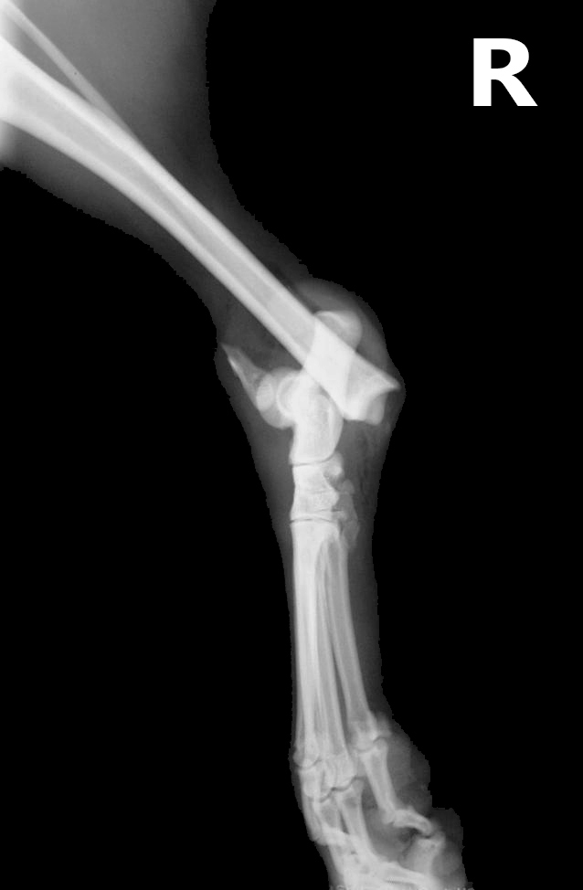 ARTROVET: Luxación tibio tarsal