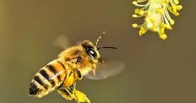 AMBIENTE E SALUTE: API: Un'ape selvatica su dieci e il 25,8% dei bombi ...