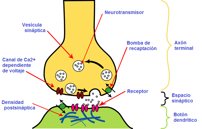 Neurociencia: La Sinapsis