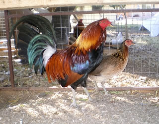 Breed Savers: Standard Old English Game Fowl