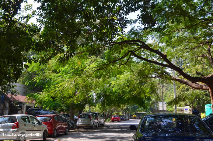 Discovered ‘The Tree-lined' Green Bangalore - Voyager For Life