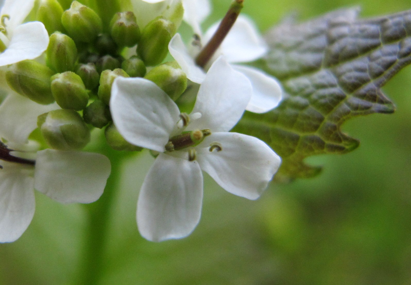 FLORA NEL SALENTO e.. anche altrove: Alliaria petiolata (M. Bieb ...