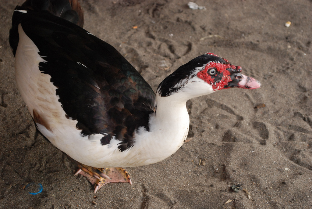Pedesan Entog, Kuliner Khas dari Indramayu - Ranggon Seni