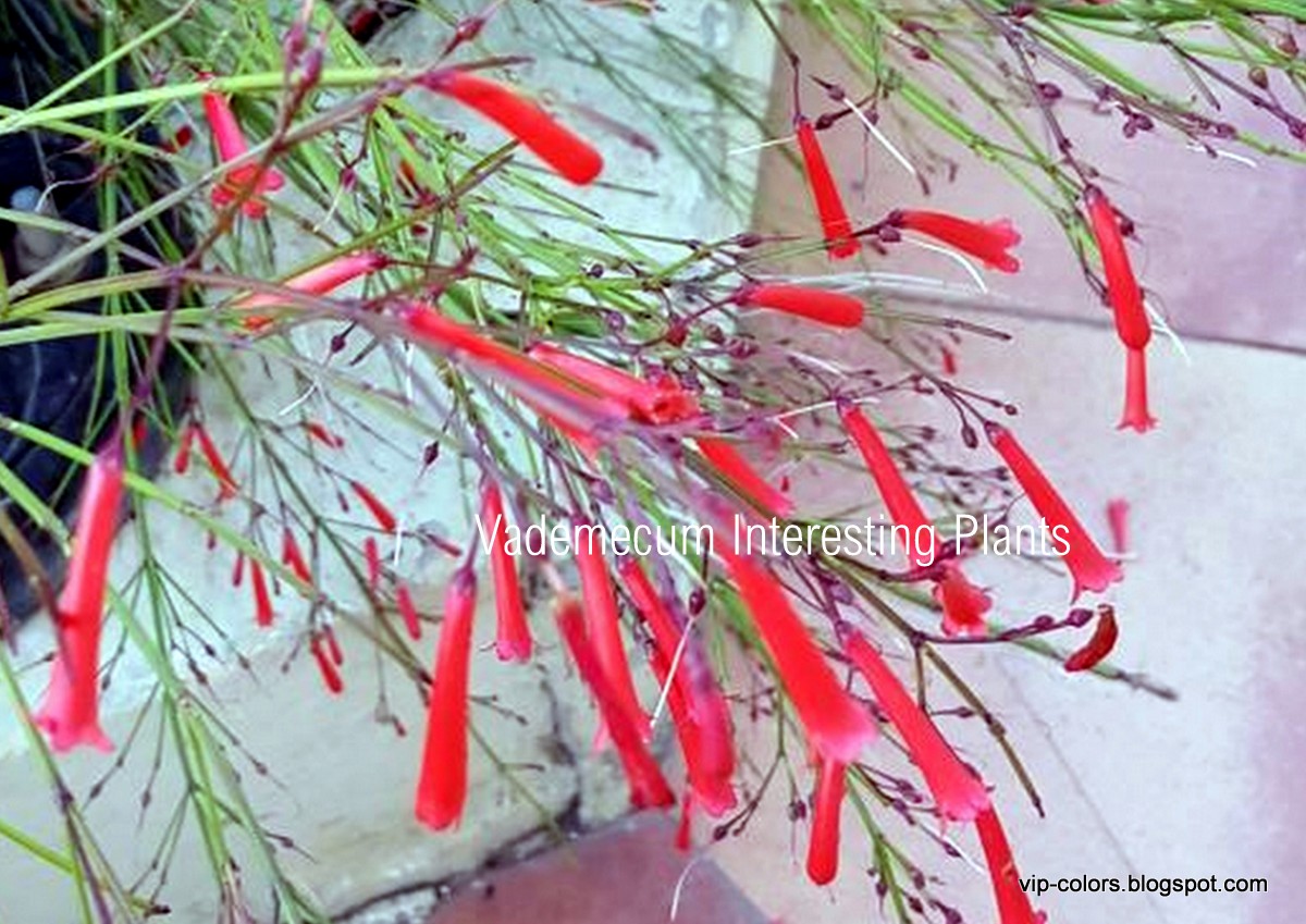 Vademecum Interesting Plants: Russelia equisetiformis, r. juncea ...