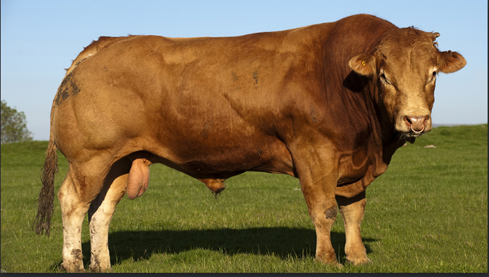 Top 10 Biggest Cattle Breeds In The World Biggest Cows top-10-biggest-cattle-breeds-in-the-world-biggest-cows