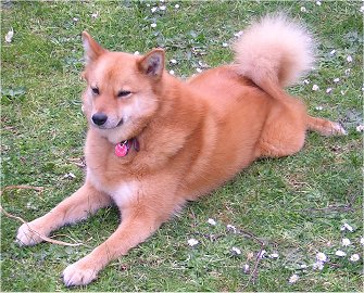 Finnish Spitz Dog | Information Facts & Pictures | All Wildlife Photographs