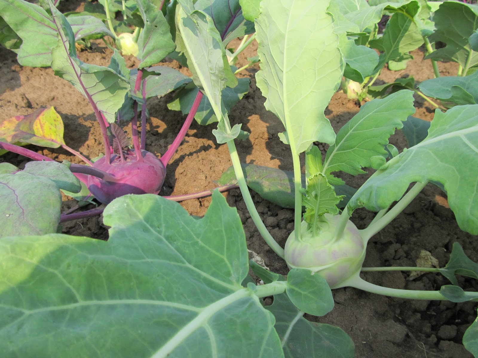 Harmony Valley Farm: Featured Vegetable of the Week: Kohlrabi