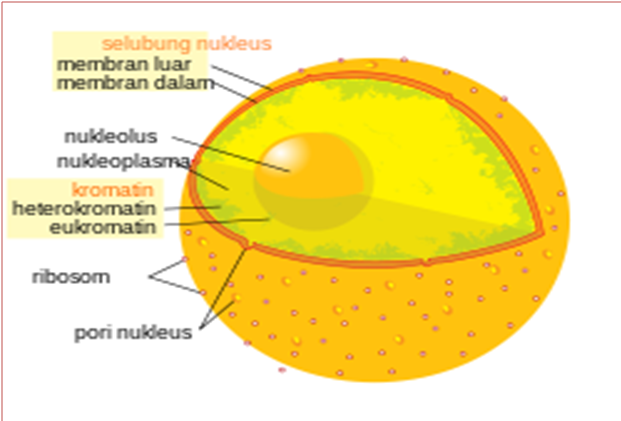 Struktur Dan Fungsi Sel ~ Zone Makalah
