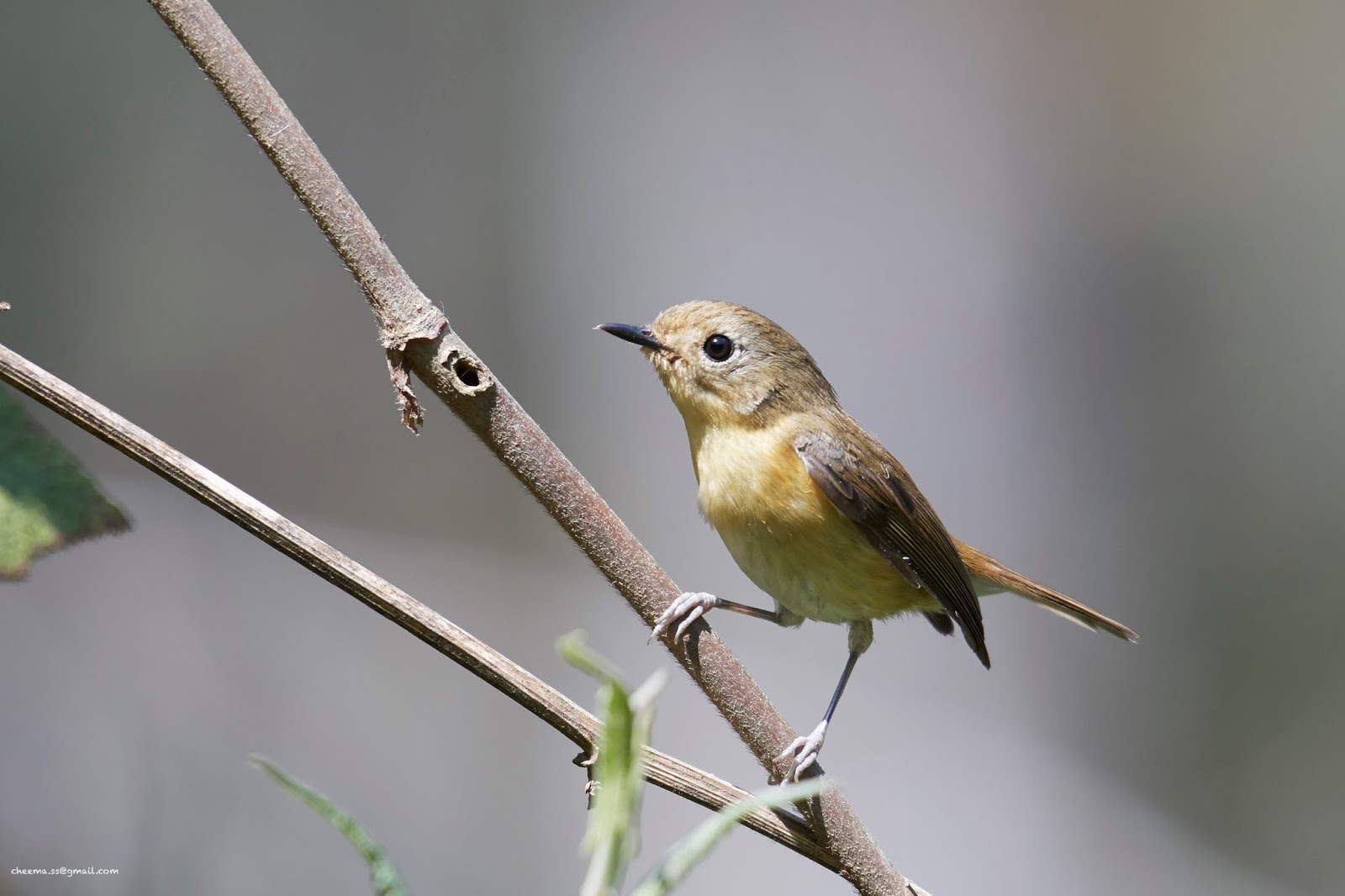 Birder's Blog...: A memorable trip to EagleNest, Arunachal Pradesh ...