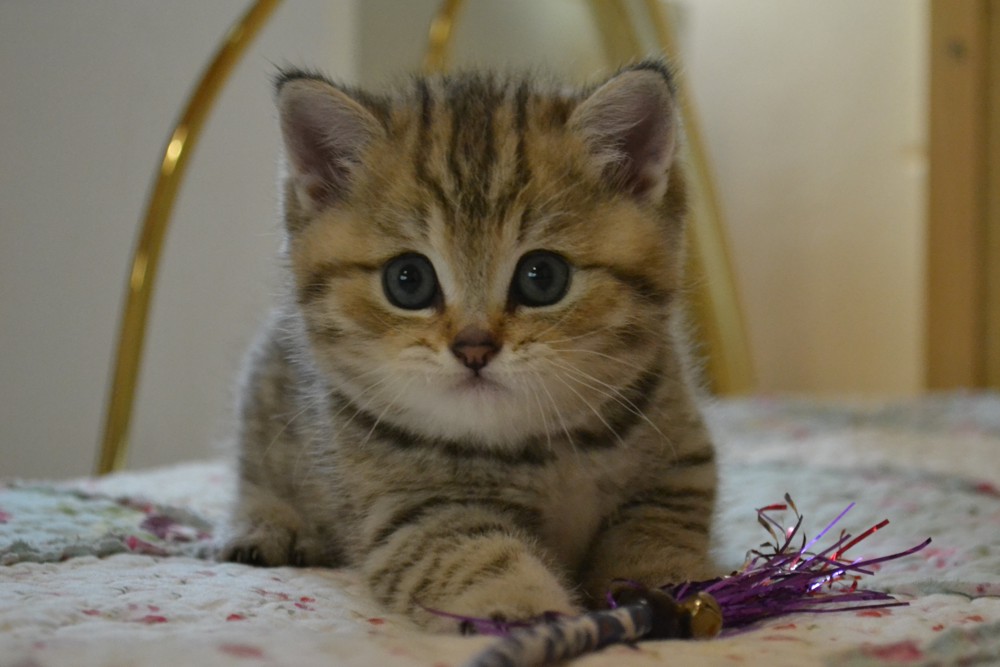 SI*Silverbuttons - Cattery of Silver and Golden Shaded British ...