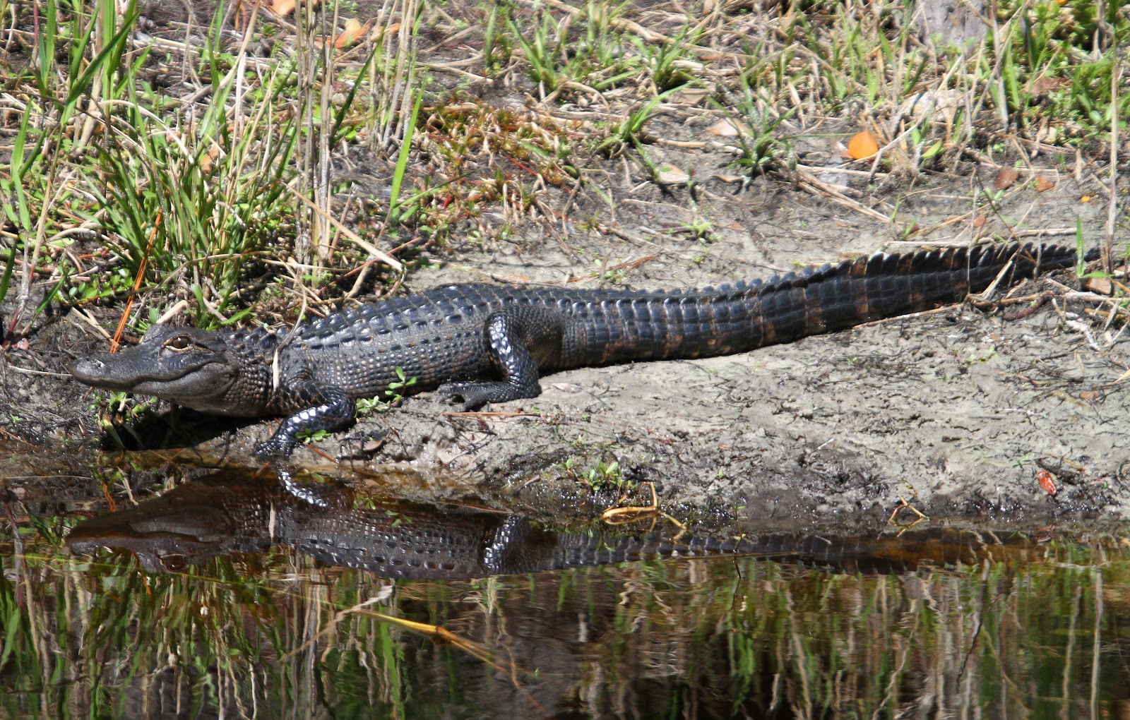 pelagicus: Florida Prairie - Reptiles & Amphibians (and a crab).