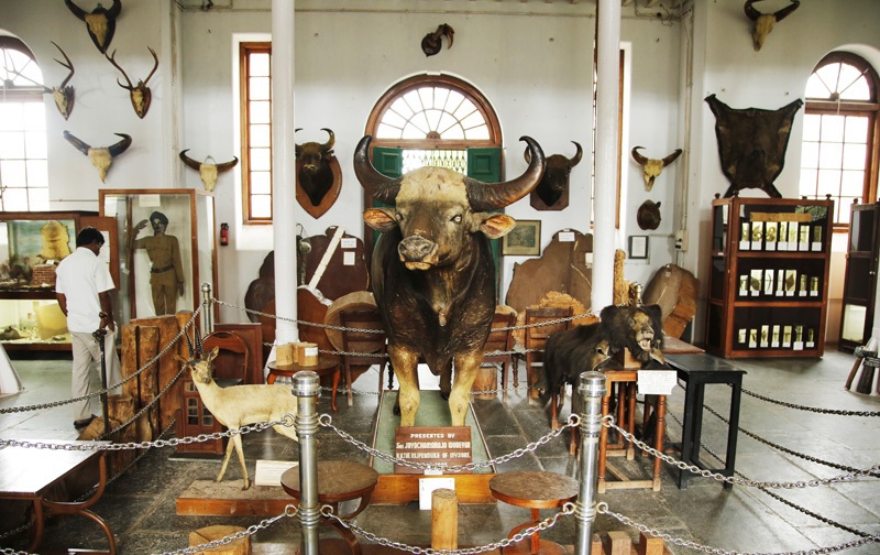 Tamilnadu Tourism: Gass Forest Museum, Coimbatore