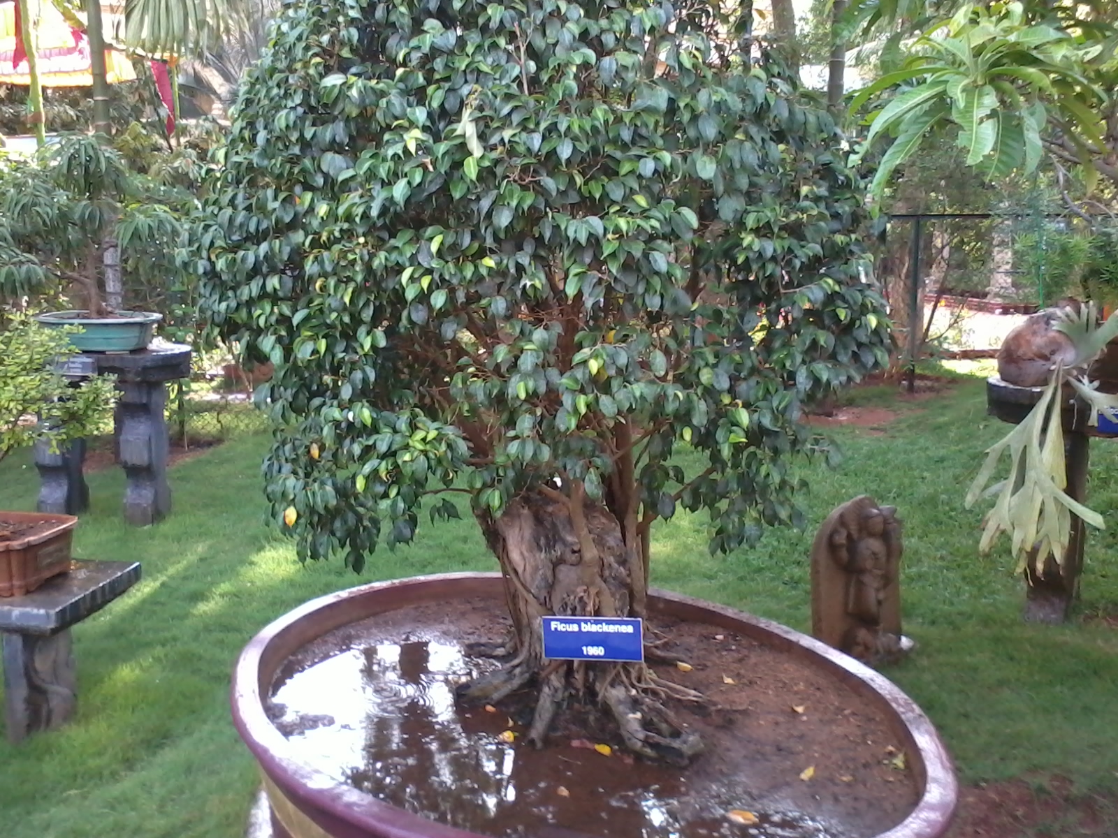 Sri Ganapati Sachidananda Ashrama in Dattanagar, Mysore - Avadhoota ...