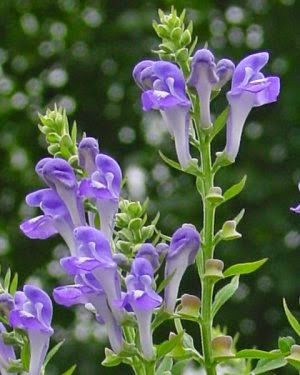 Skullcap Tea Benefits ~ Healthy Tea 101