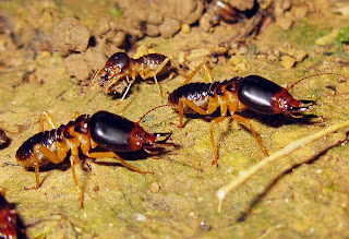 Photos and Info on Ants and Termites of Malaysia: Macrotermes Carbonarius
