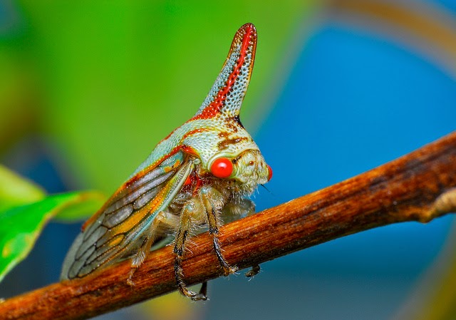 One species a day: Oak treehopper